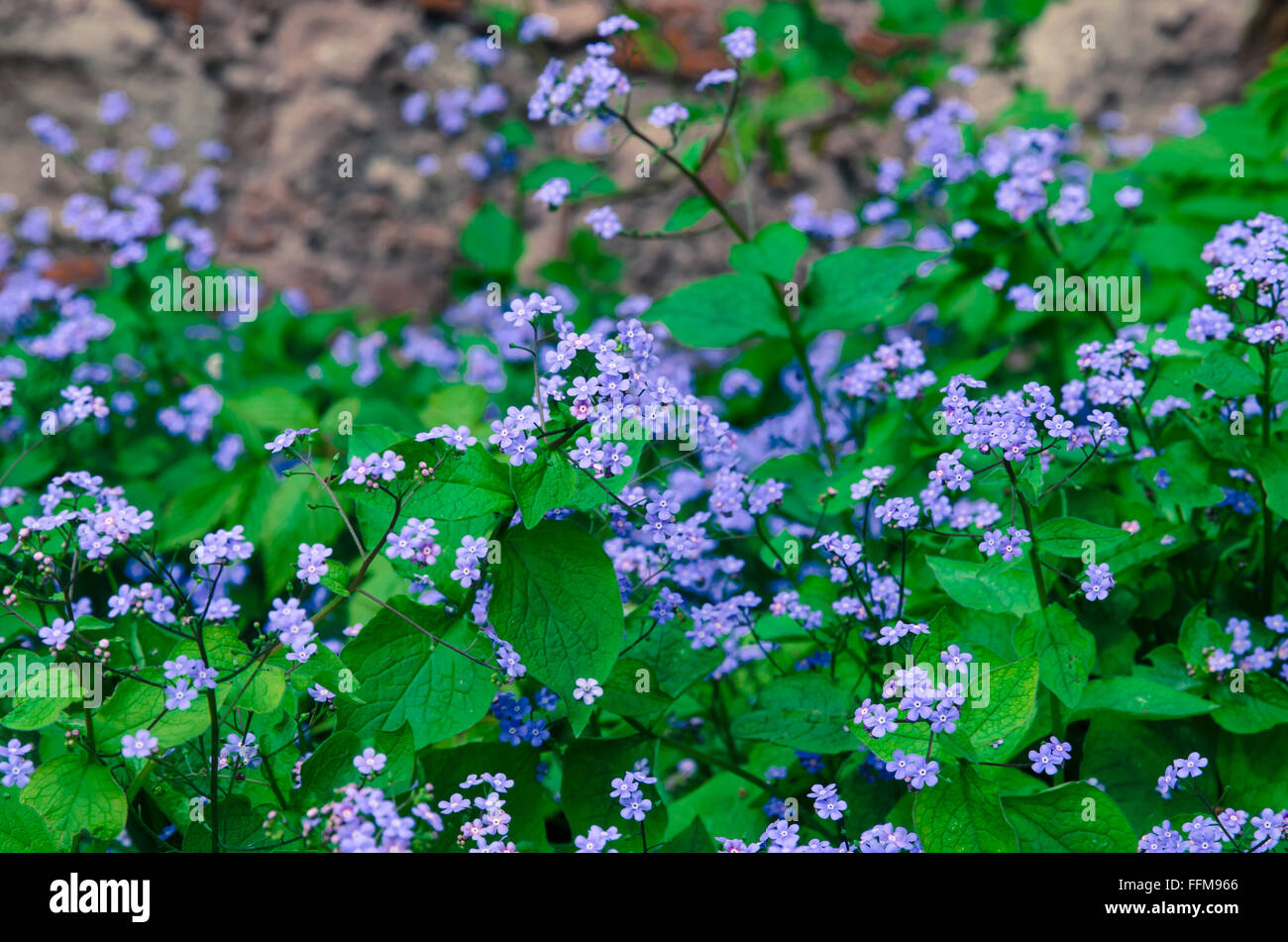 group of blue "forget-me-not" flowers on green leaves background Stock ...