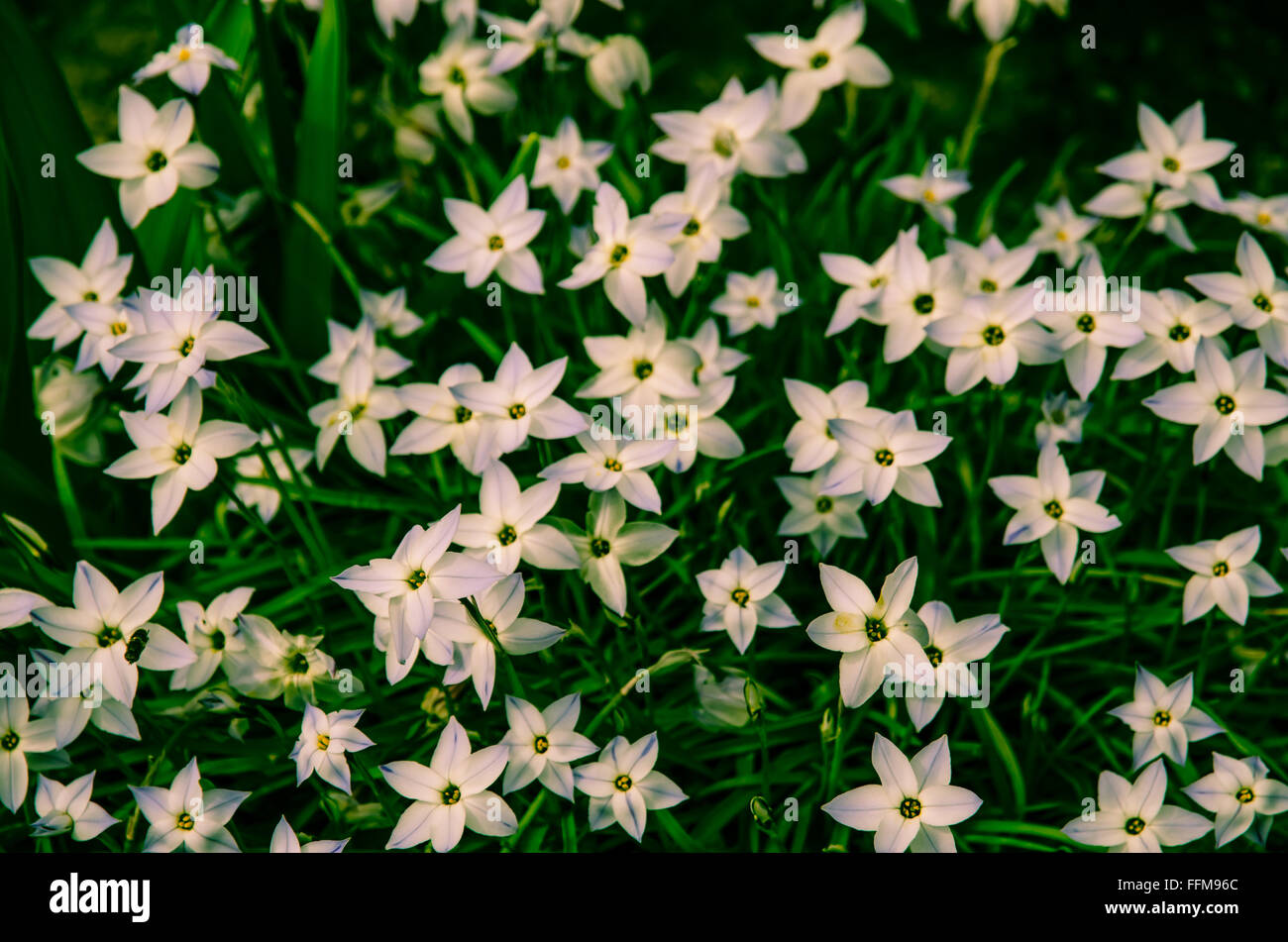 white flowers on gree background Stock Photo - Alamy