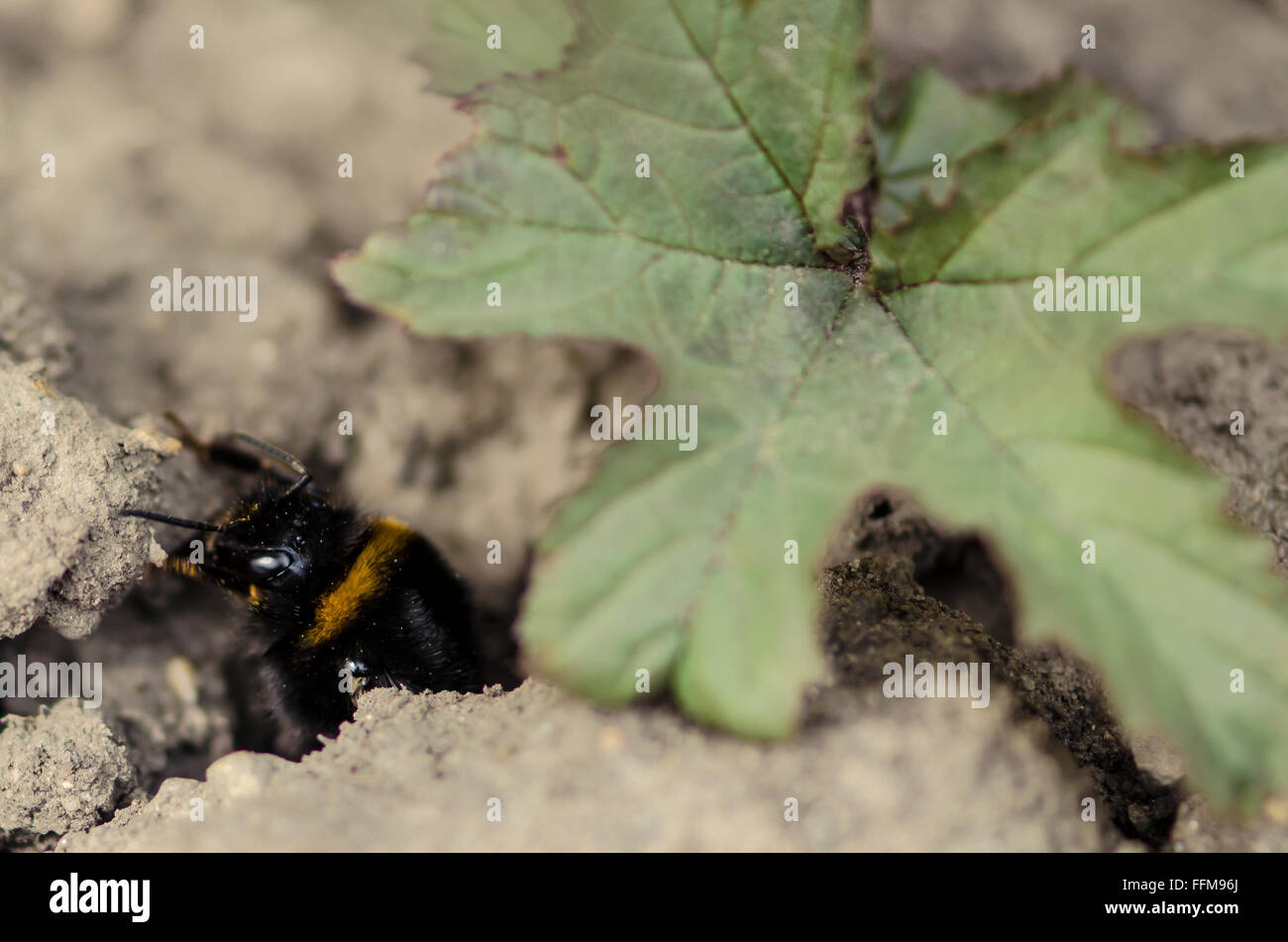 detail of bee in ground and green leave Stock Photo - Alamy