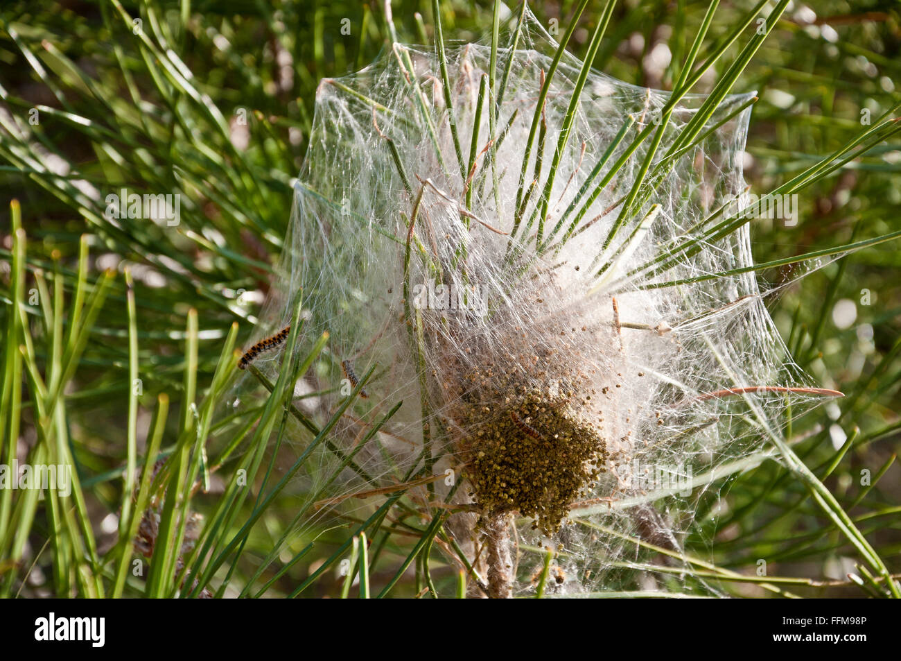 Processionary caterpillar nest on pine tree hi-res stock photography ...