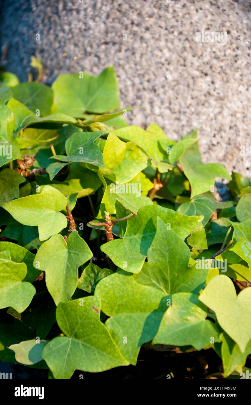 Column plant climbing hi-res stock photography and images - Alamy