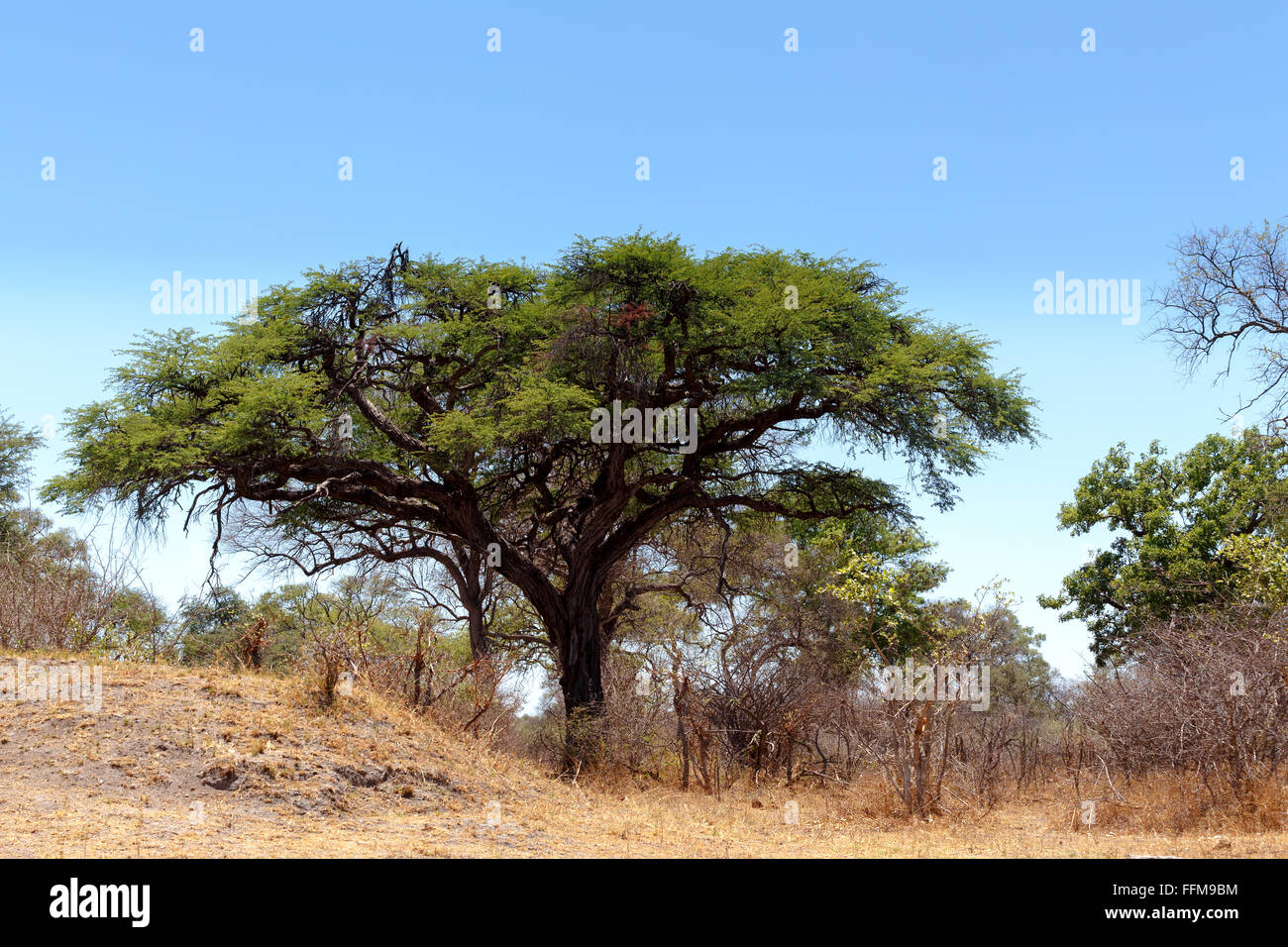African landscape with acacia in front in national park nambwa on ...