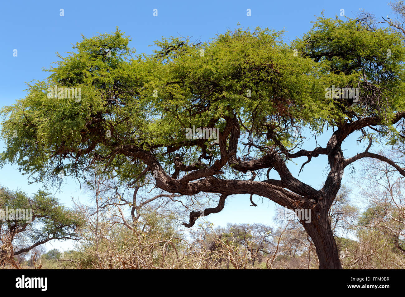 African landscape with acacia in front in national park nambwa on ...