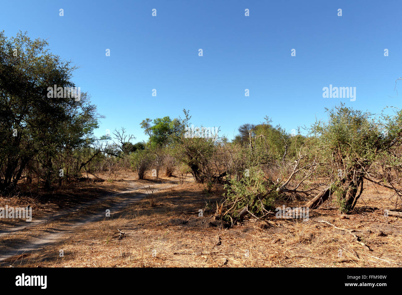 African landscape in national park nambwa on Caprivi Strip Namibia ...