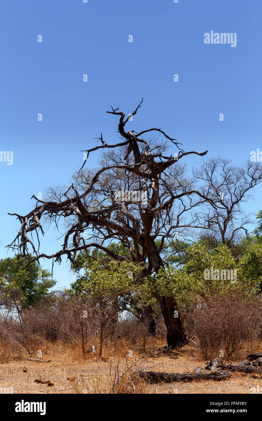 African landscape in national park nambwa on Caprivi Strip Namibia ...