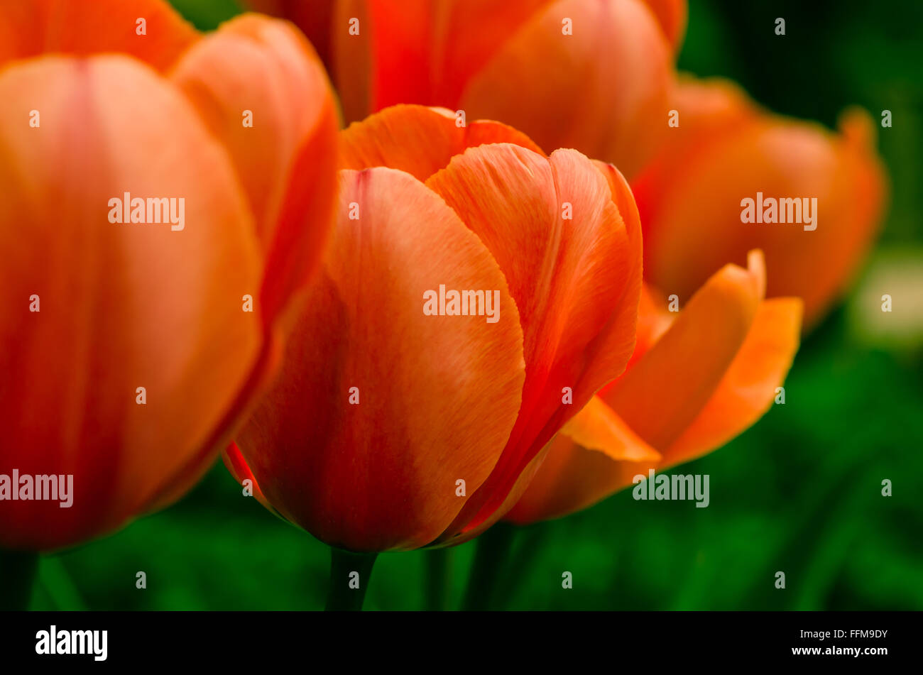 Red orange tulip flower hi-res stock photography and images - Alamy