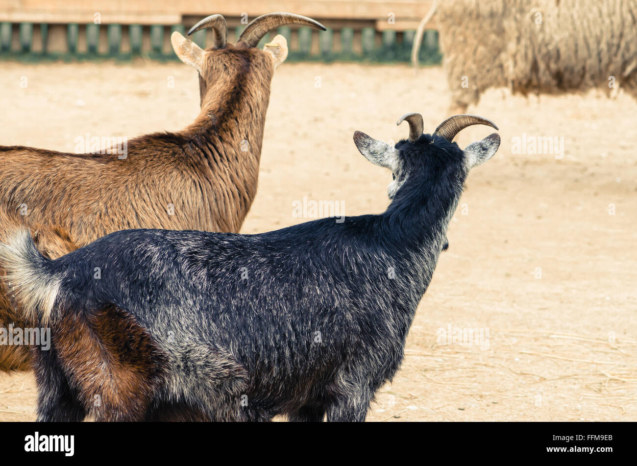two colorful goats from back side Stock Photo - Alamy