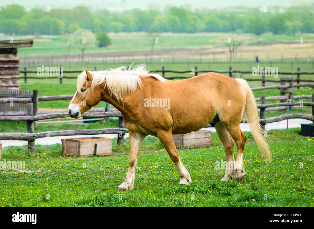 beautiful brown horse in the farm Stock Photo - Alamy