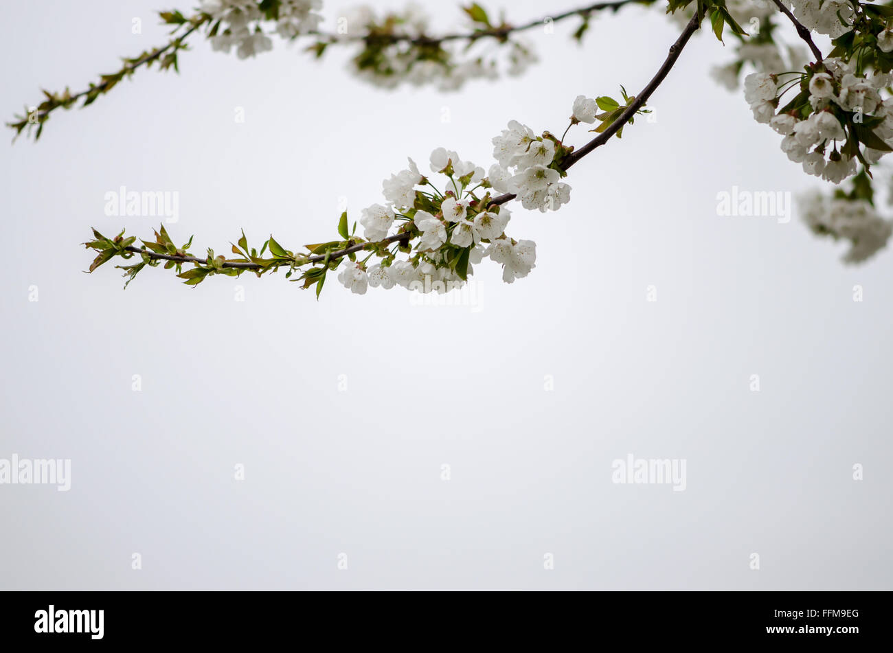 white spring flower limb tree Stock Photo - Alamy
