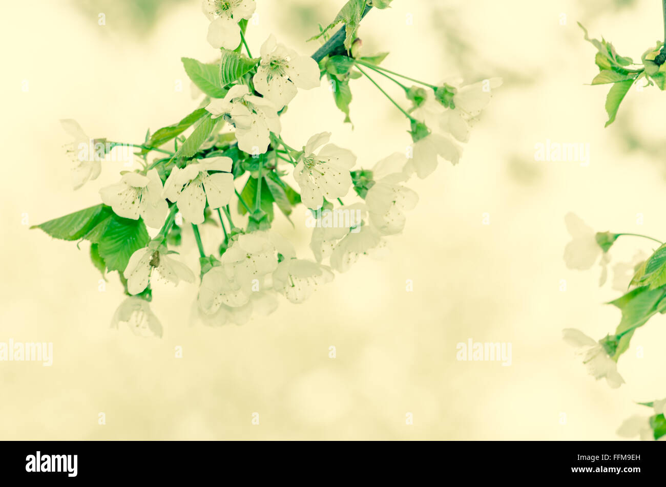 white spring flower limb tree retro effect Stock Photo - Alamy