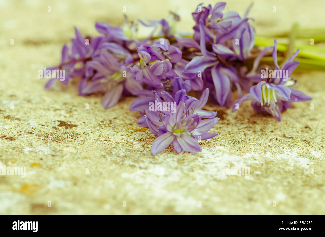 beautiful violet flowers on rock background Stock Photo - Alamy