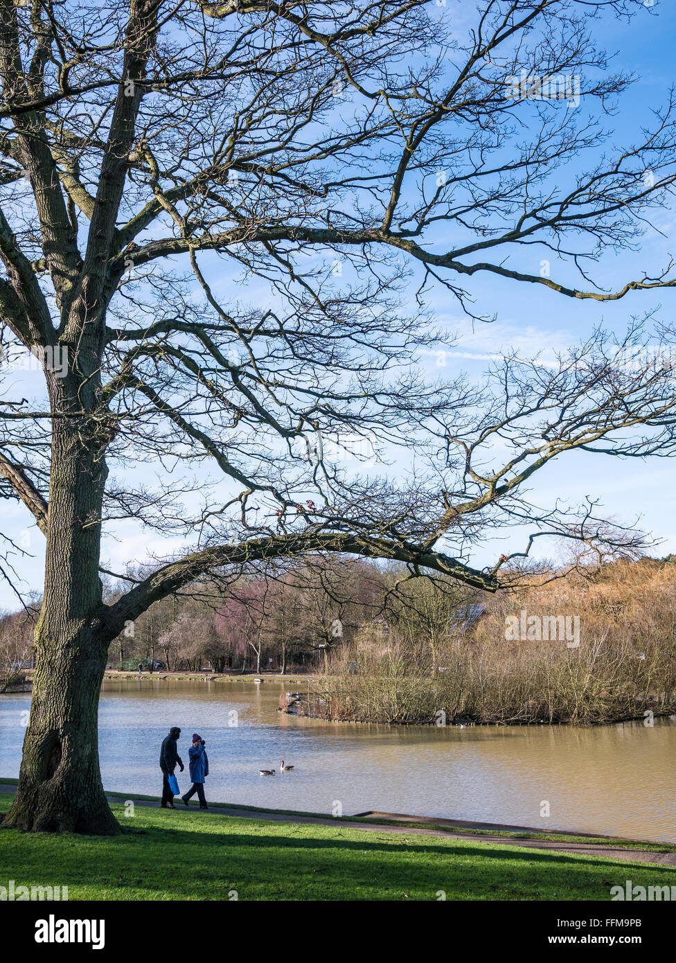Sunny winter day at the Corby boating lake Stock Photo - Alamy