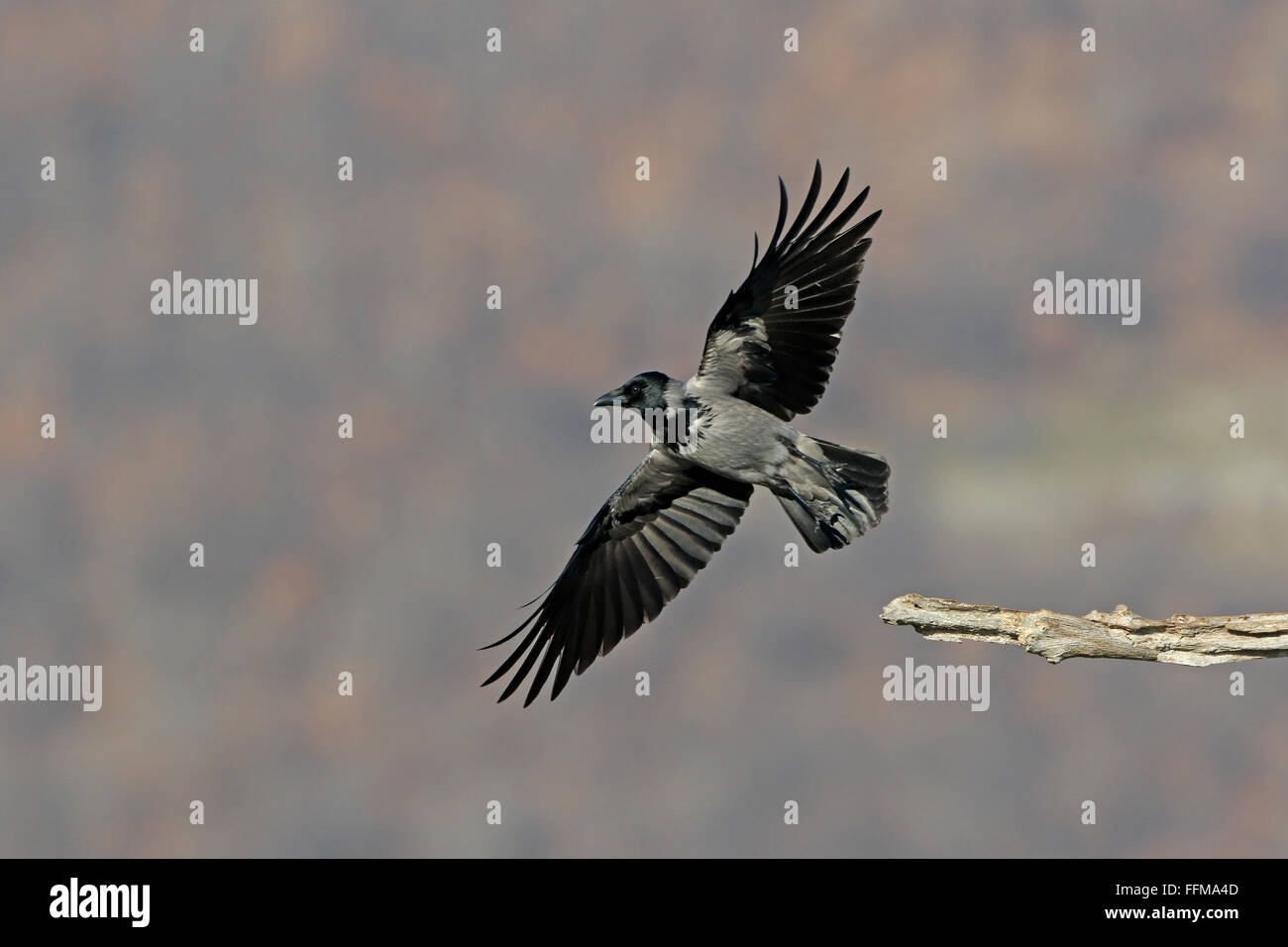 Hooded Crow taking off from a branch in Bulgaria Stock Photo - Alamy