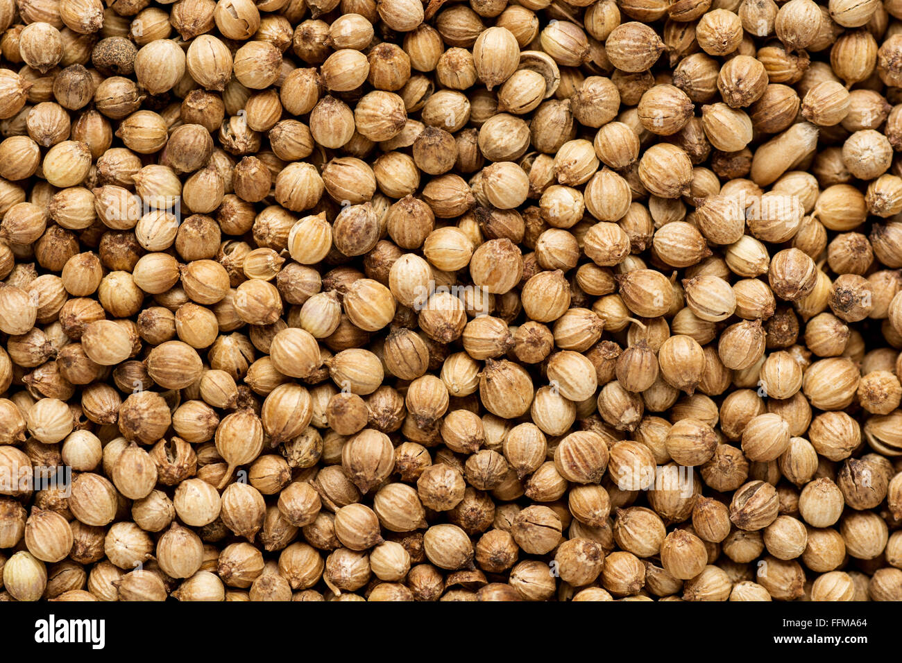 Organic Dried coriander seeds Coriandrum sativum closeup background texture Stock Photo - Alamy