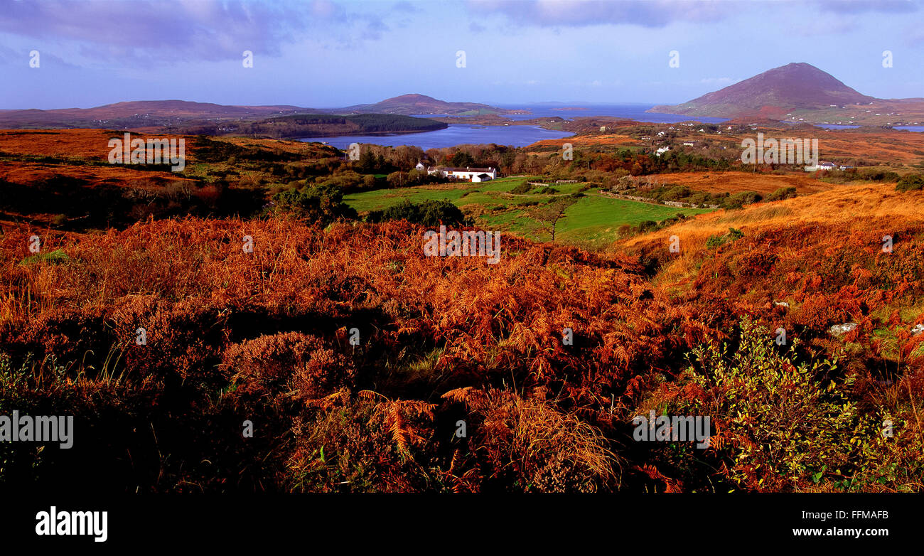 Autumn heather Connemara National park looking towards Tully Mountain ...