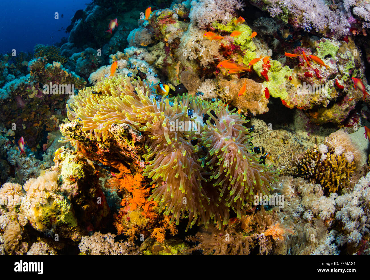 Coral tentacle close up hi-res stock photography and images - Alamy