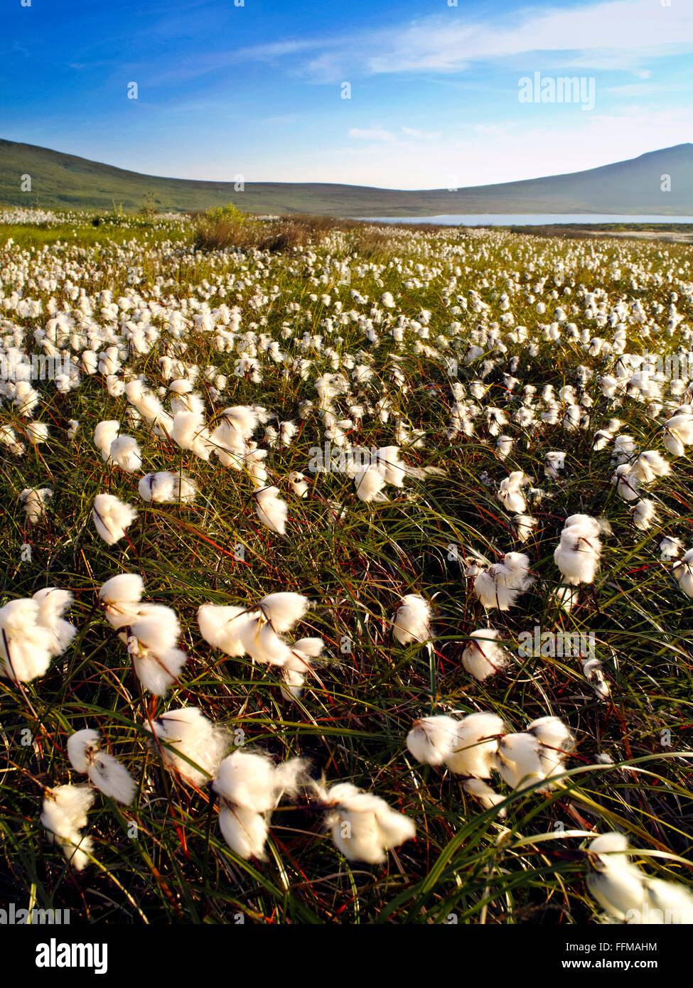 Bog cotton ireland hi-res stock photography and images - Alamy
