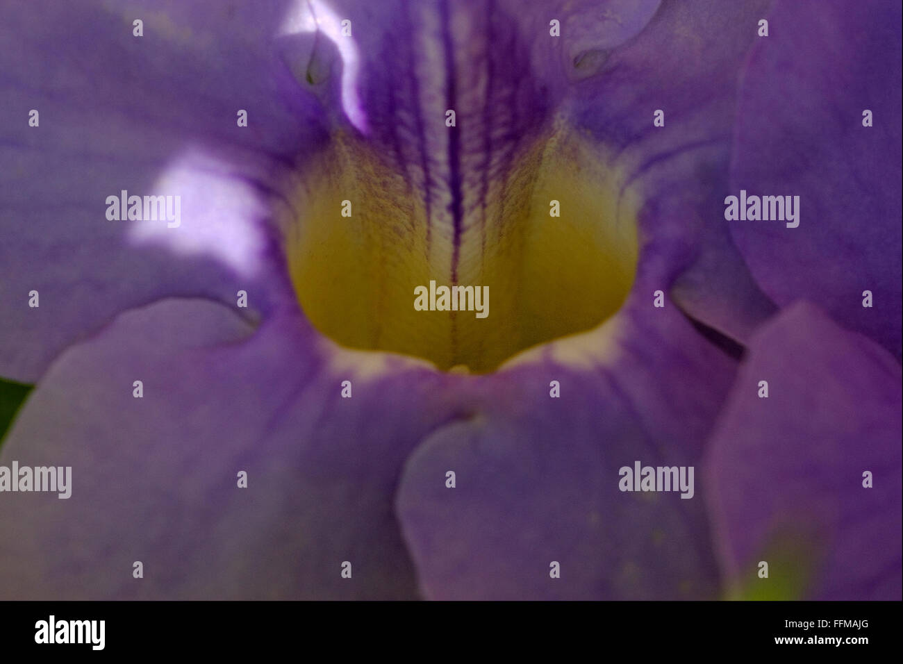 Flower in bahamas background hi-res stock photography and images - Alamy