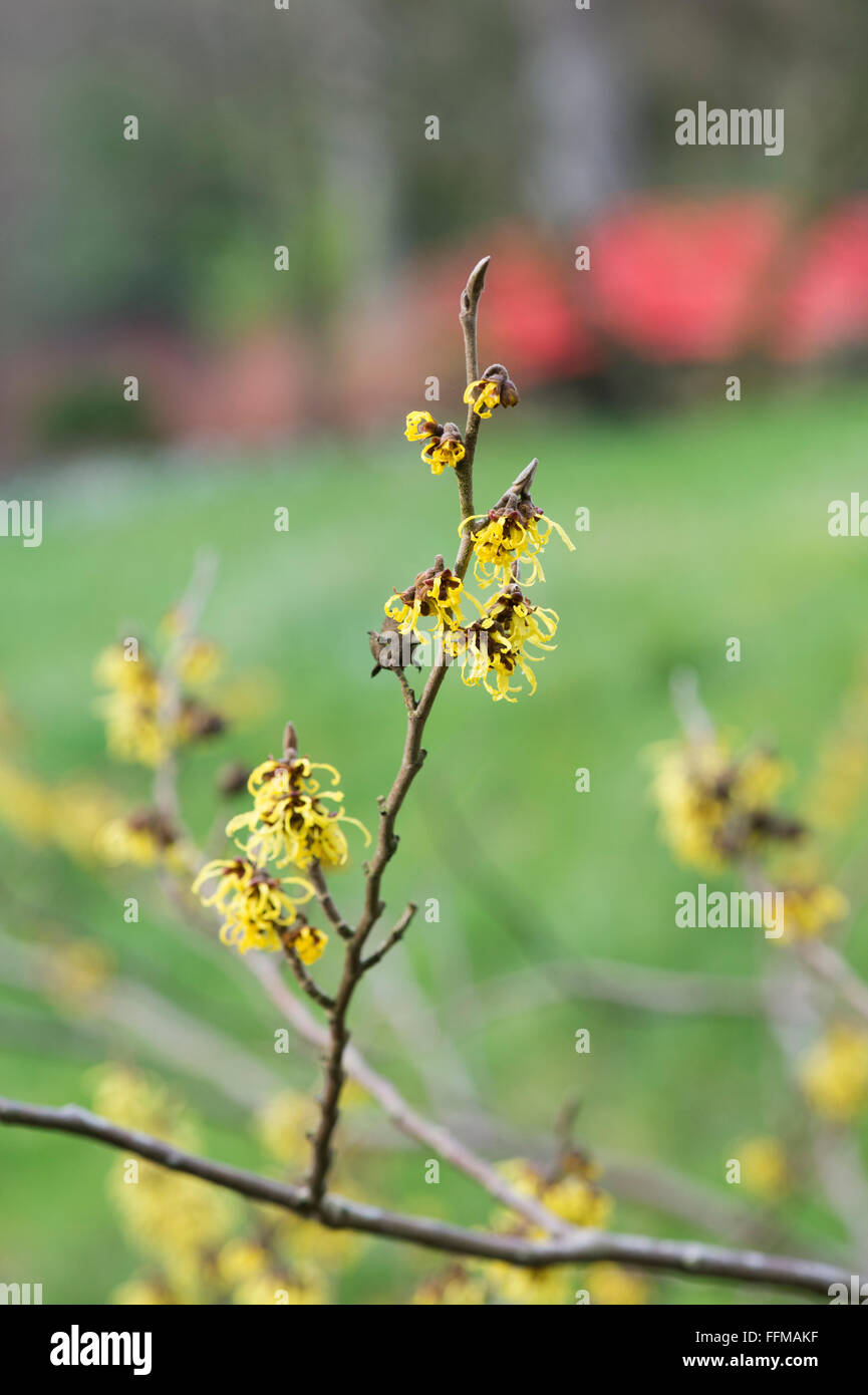 Starlight flowers hi-res stock photography and images - Alamy