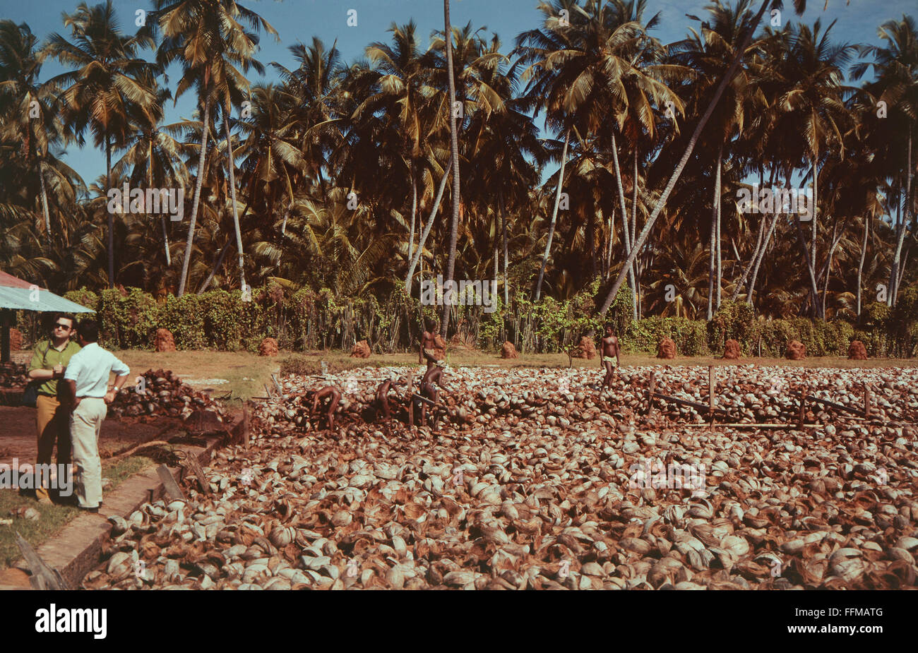 geography / travel, Sri Lanka, agriculture, copra farm, Colombo, 1970s ...
