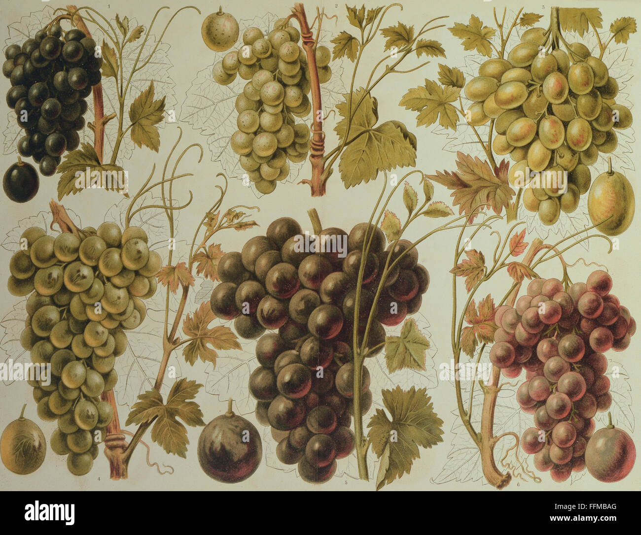 botany, grapes / vine, grapevine (Vitis vinifera), different types of grape, coloured lithograph ...