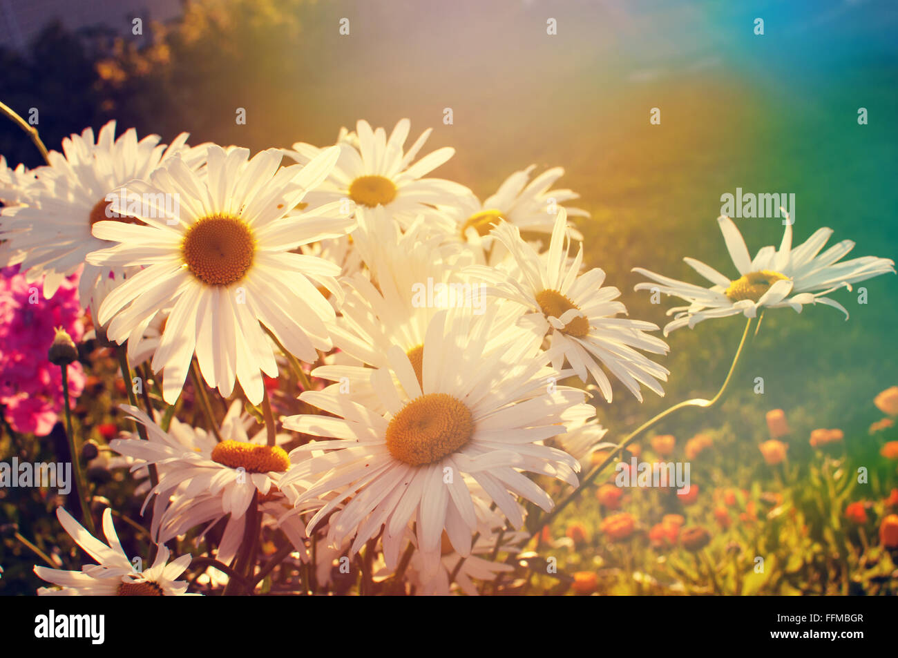 Daisy flowers in the garden Stock Photo - Alamy