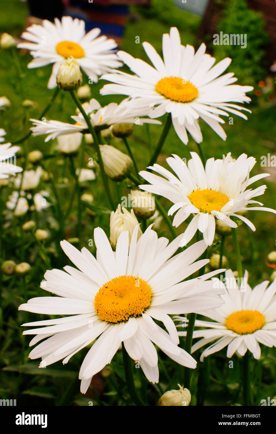 Daisy flowers in the garden Stock Photo - Alamy