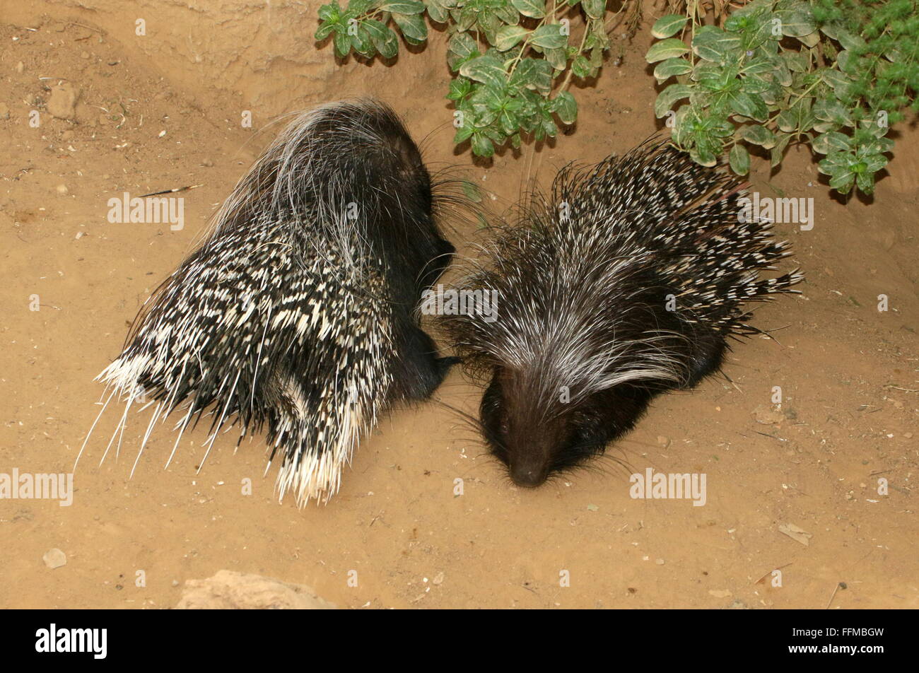 Male and female South African porcupine (Hystrix africaeaustralis), a.k ...