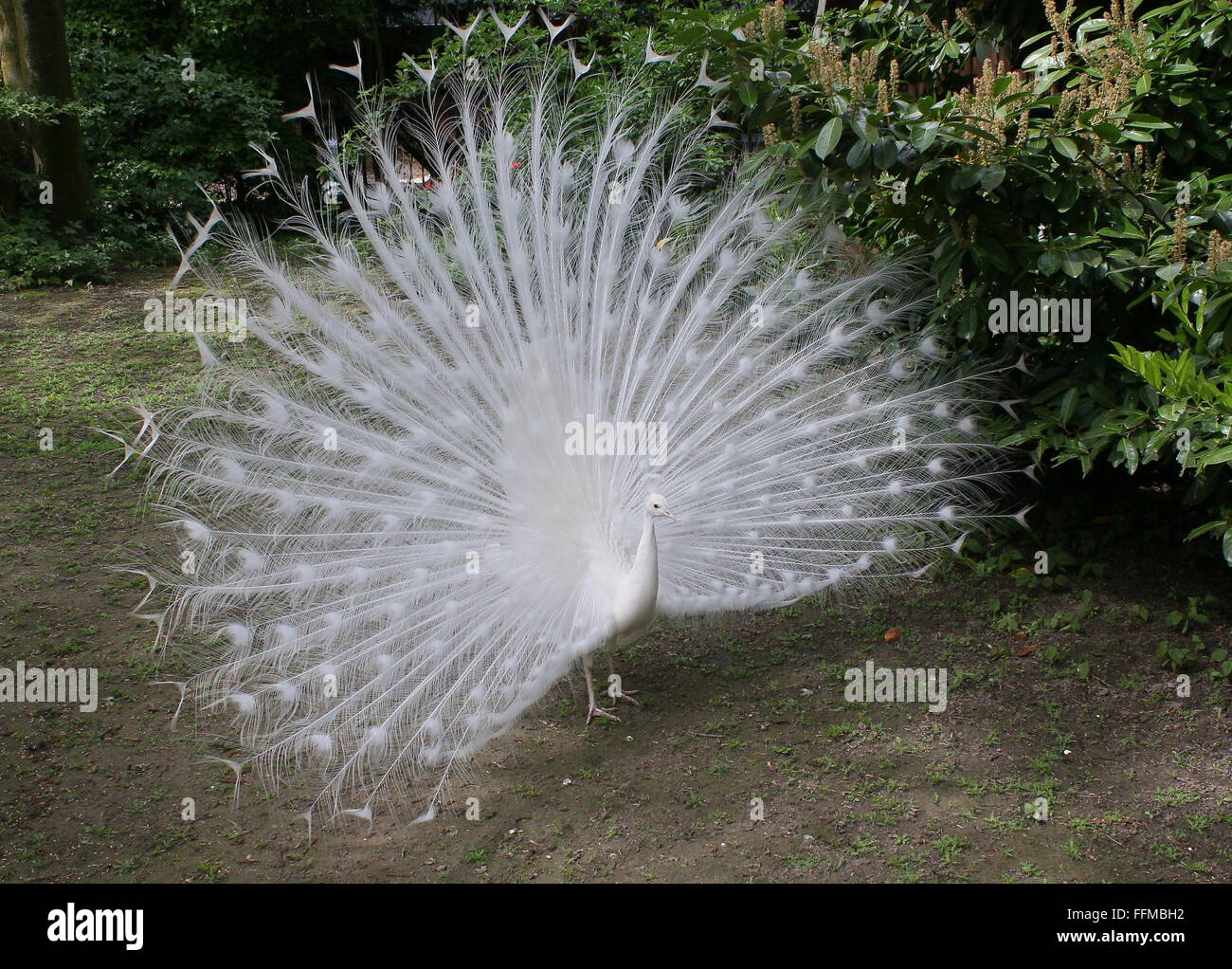 Pavo real comun hi-res stock photography and images - Alamy