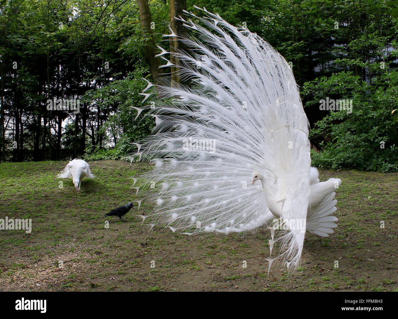 Pavo real comun hi-res stock photography and images - Alamy