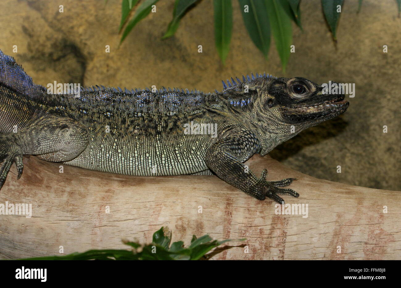 Philippine Sail-finned Water Dragon (Hydrosaurus pustulatus). A.k.a ...
