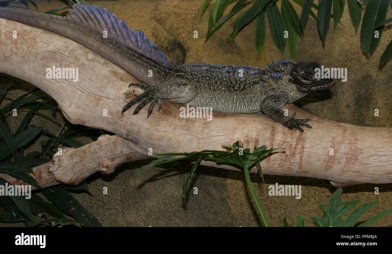 Philippine Sail-finned Water Dragon (Hydrosaurus pustulatus). A.k.a ...