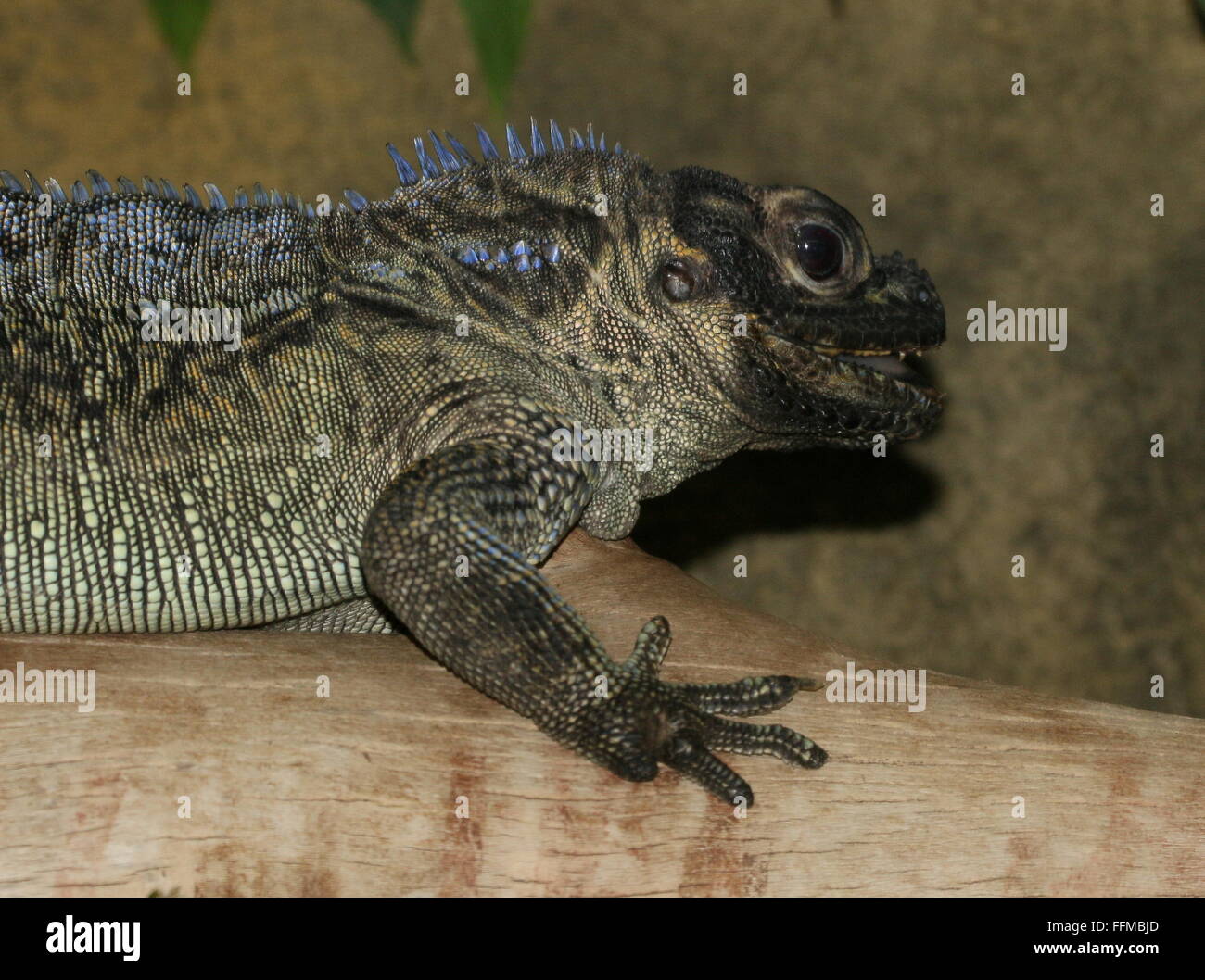 Philippine Sailfin Lizards High Resolution Stock Photography and Images ...