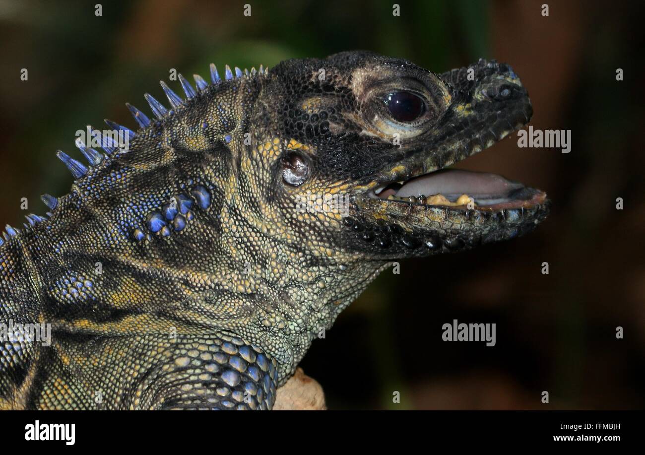 Sailfin Lizard Stock Photos & Sailfin Lizard Stock Images - Alamy
