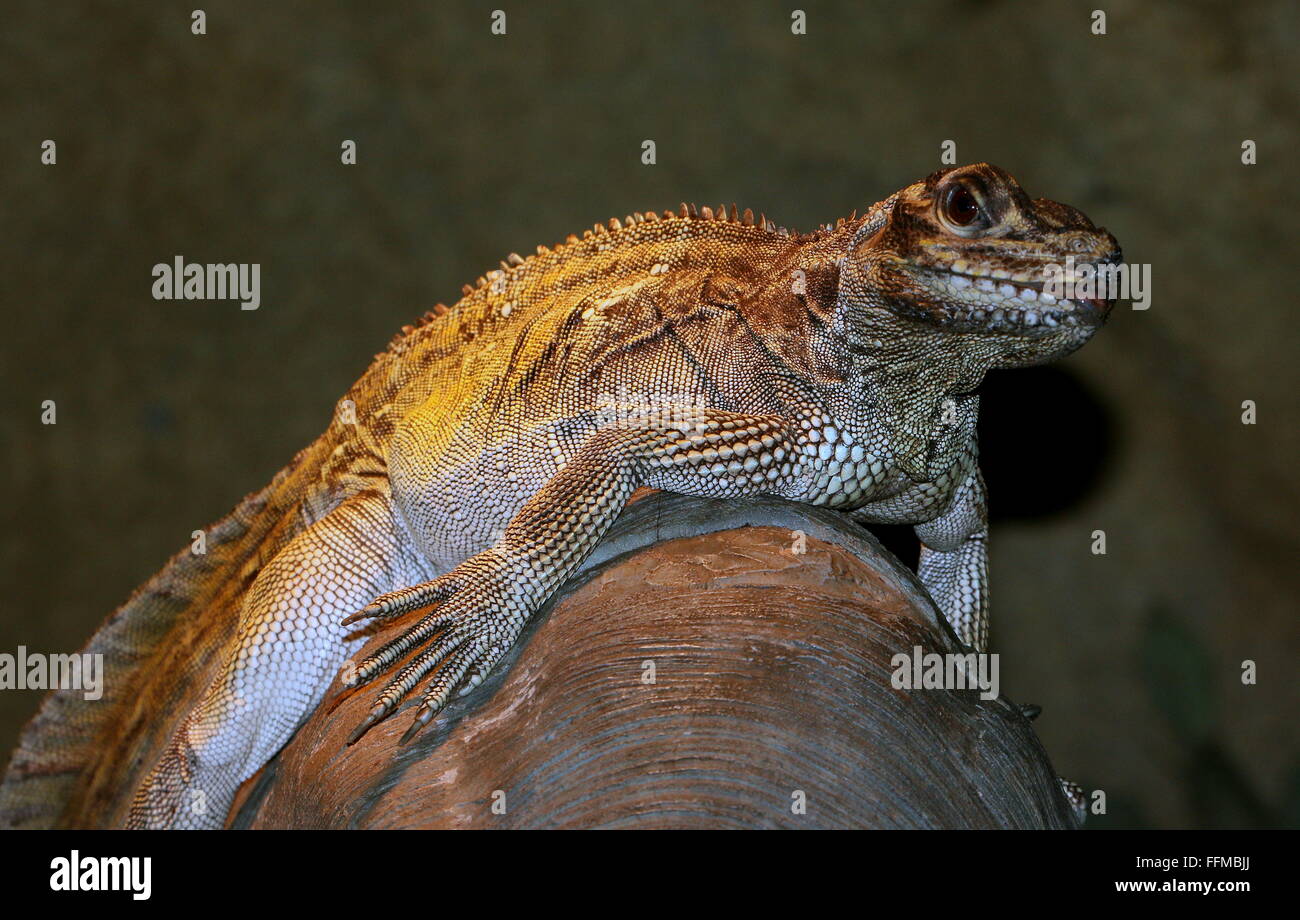 Philippine Sail-finned Water Dragon (Hydrosaurus pustulatus). A.k.a ...