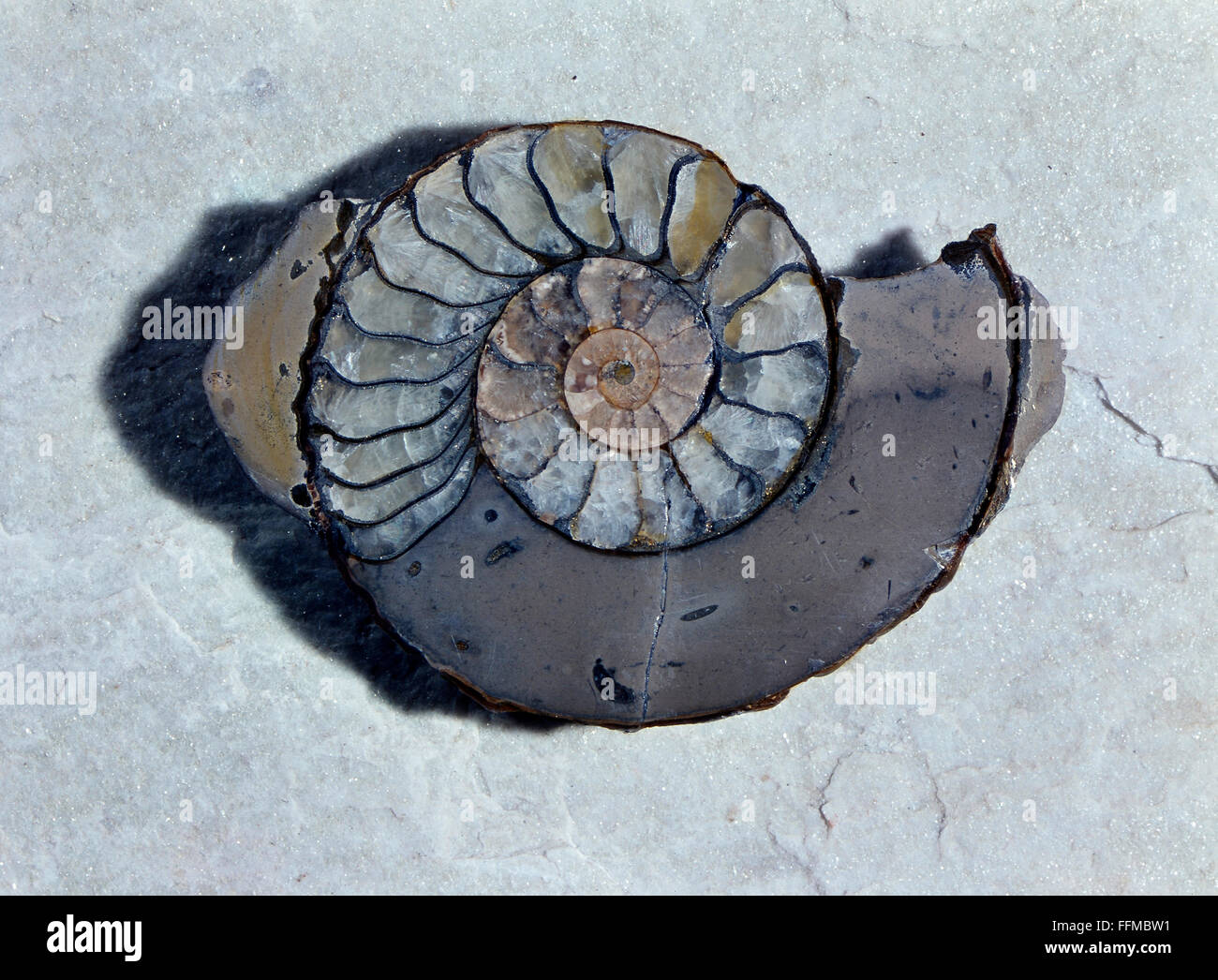 Marine fossils mountains hi-res stock photography and images - Alamy