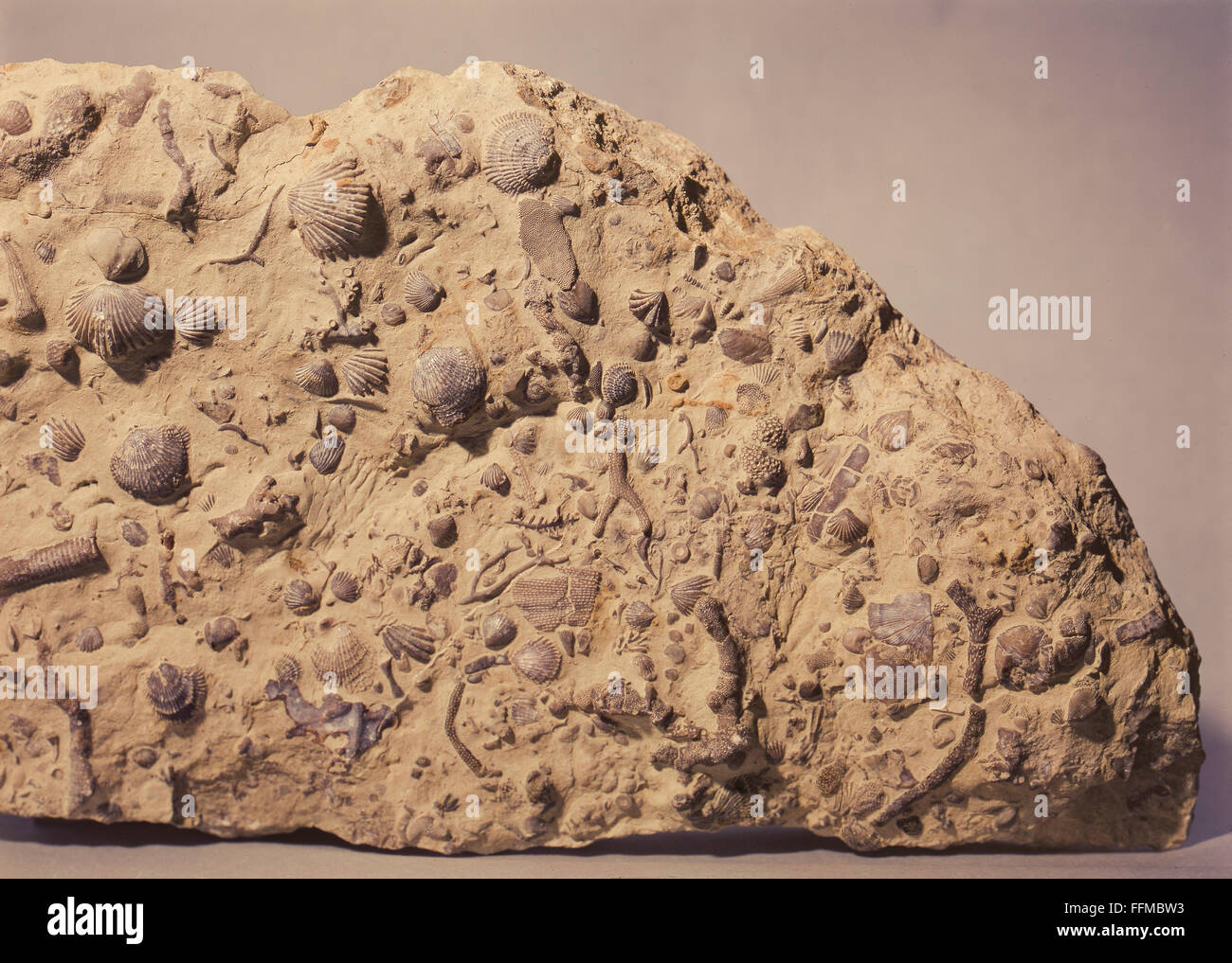 prehistory,fossil,hulls of the cockle and coral,limestone,Weissenau ...