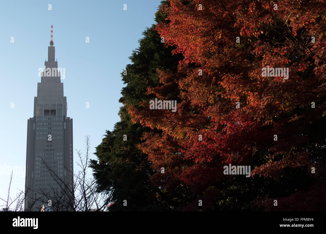 Shinjuku Gyoen National Garden, Tokyo, Japan, Asia. City park, fall ...