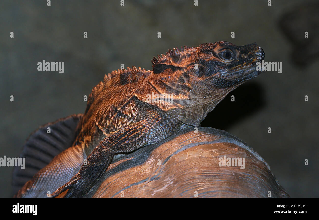 Philippine Sail-finned Water Dragon (Hydrosaurus pustulatus). A.k.a ...