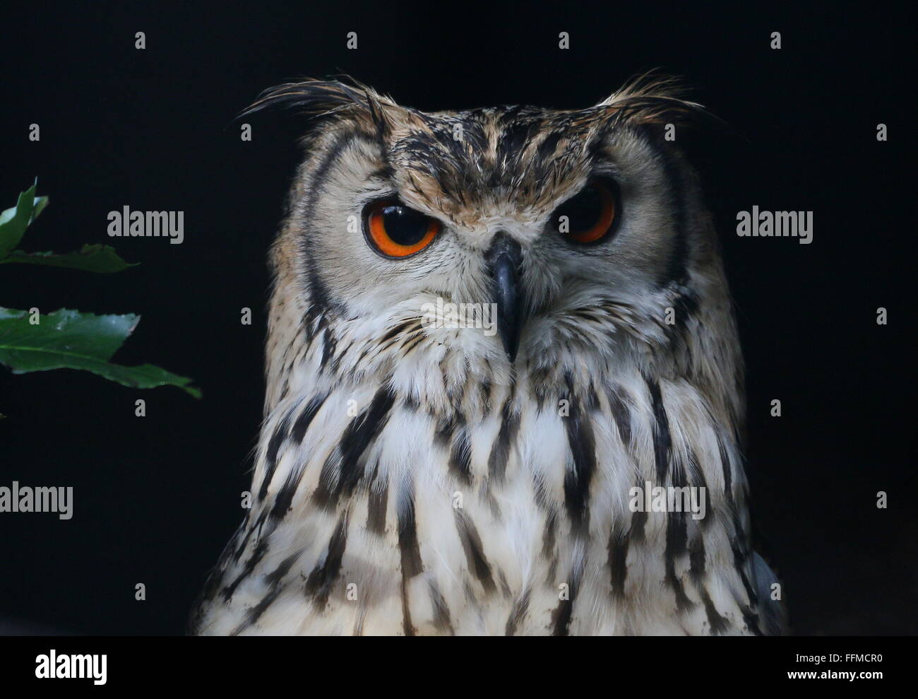 Mature Indian Eagle-Owl (Bubo bengalensis), a.k.a.Rock Eagle Owl or ...