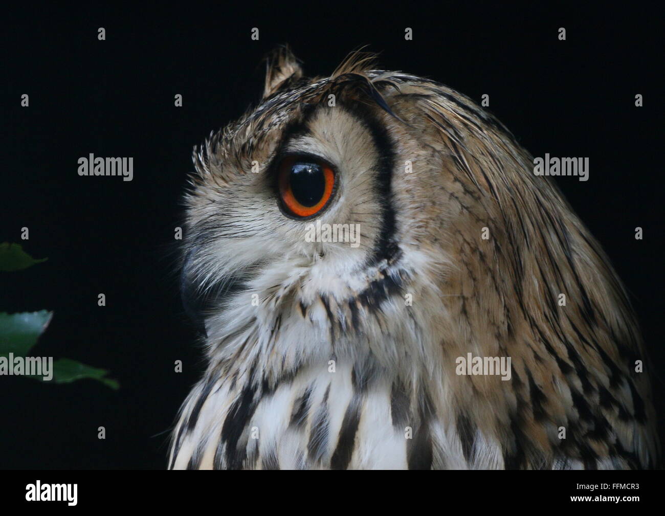 Mature Indian Eagle-Owl (Bubo bengalensis), a.k.a.Rock Eagle Owl or ...