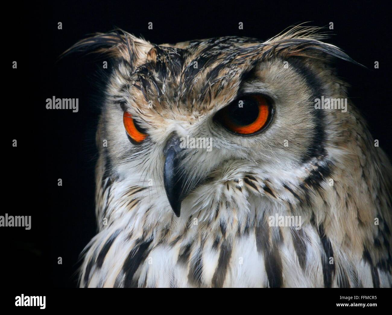 Mature Indian Eagle-Owl (Bubo bengalensis), a.k.a.Rock Eagle Owl or ...
