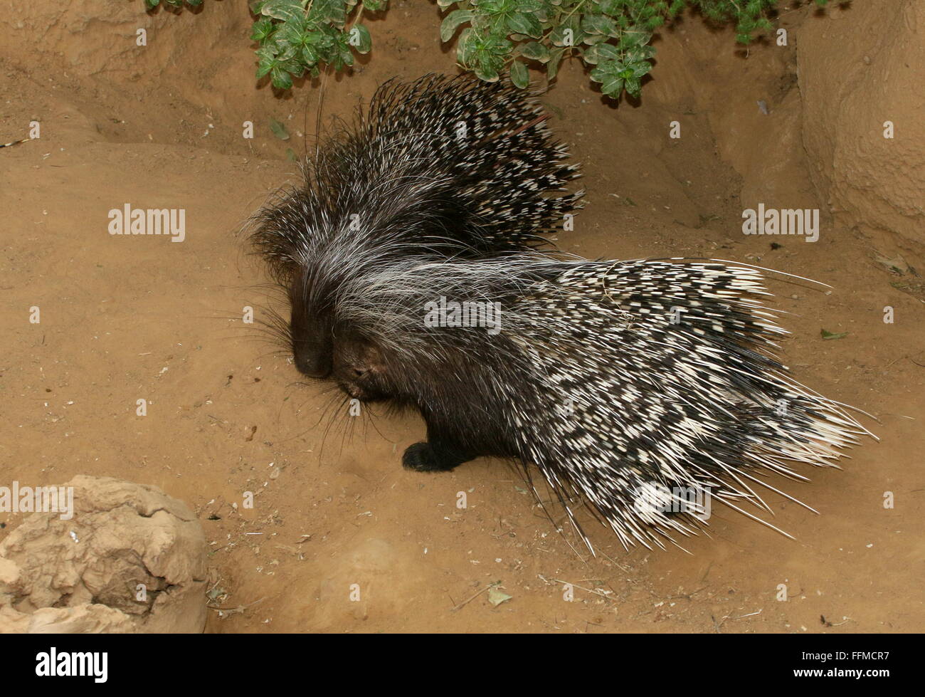 South African Porcupine High Resolution Stock Photography and Images ...