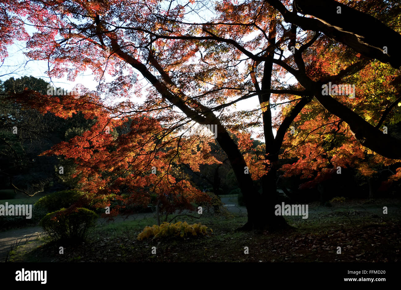 Tokyo city trees sky High Resolution Stock Photography and Images - Alamy