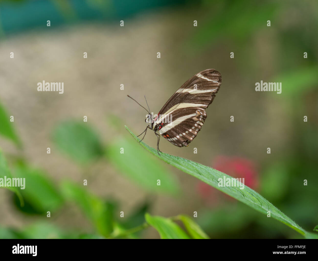 Butterfly in the Garden Stock Photo - Alamy