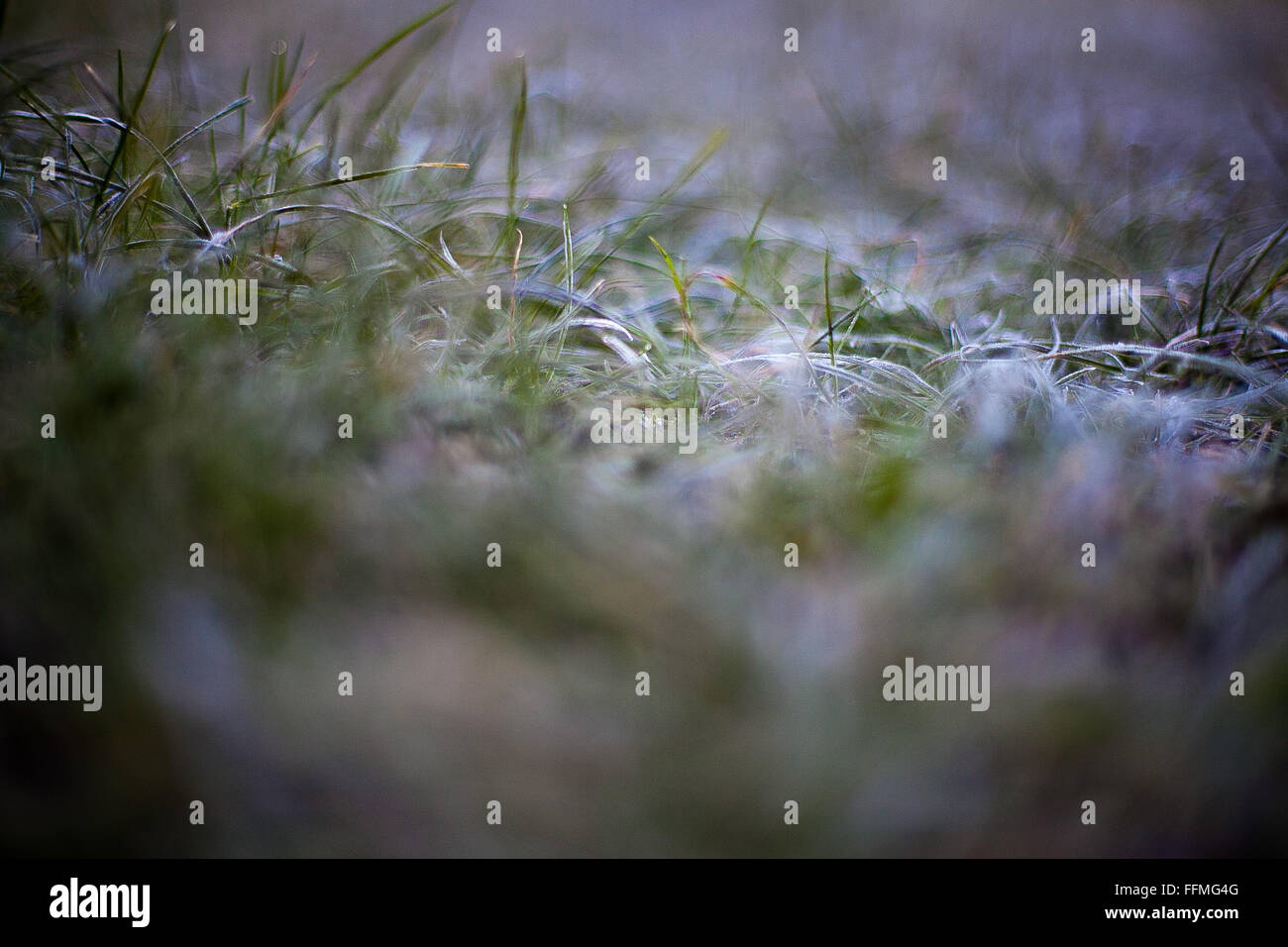 London, UK. 16th February, 2016. Close-up of ground frost on the grass ...