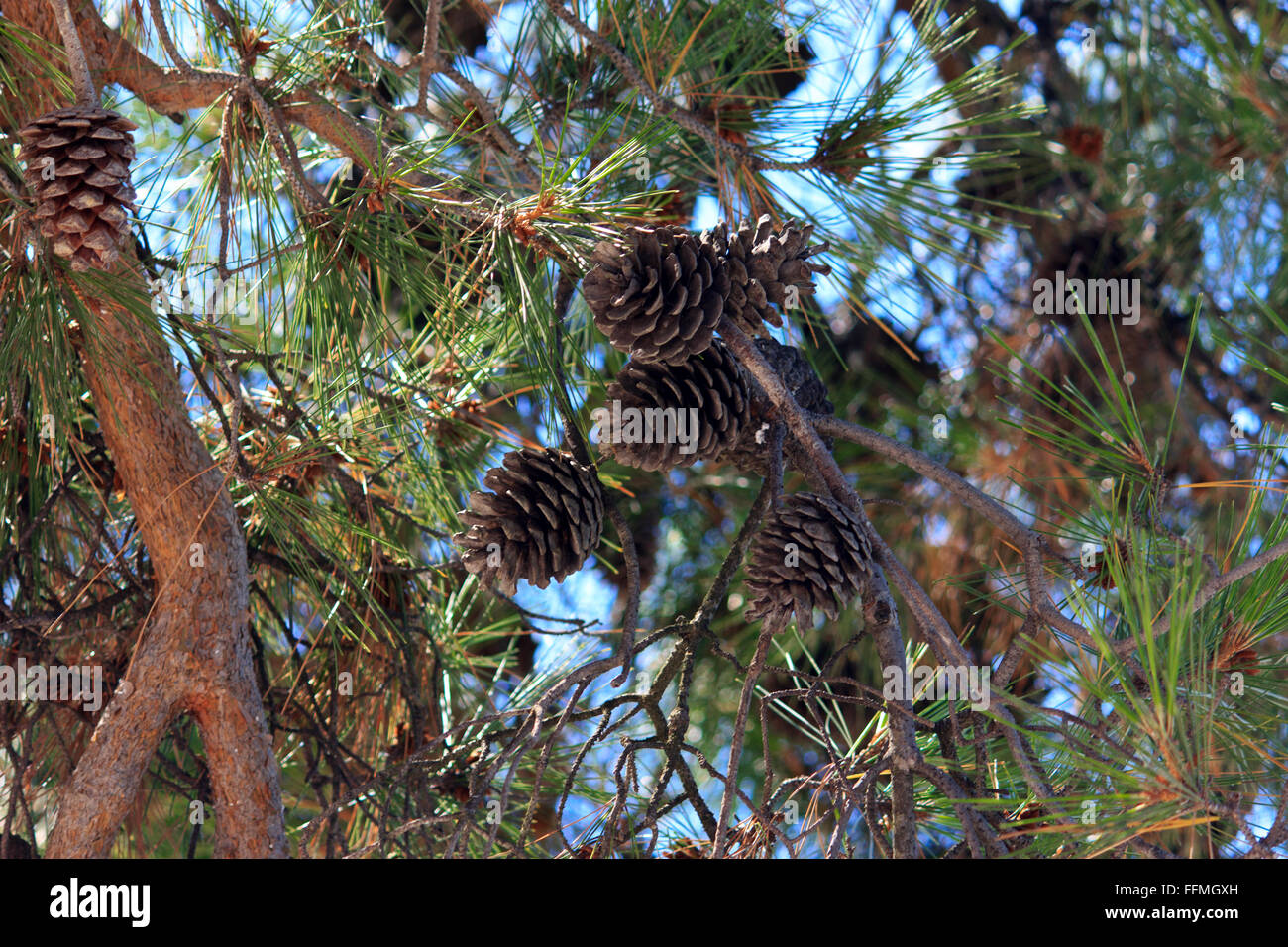 Pine cone tree Stock Photo - Alamy
