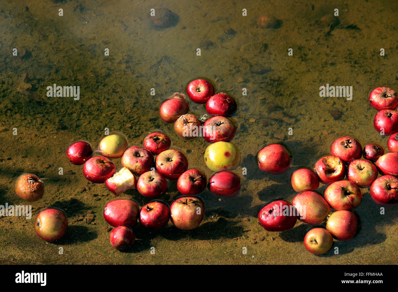 Rotting apples bobbing about in a pond,Cheshire, Northwest England, UK ...