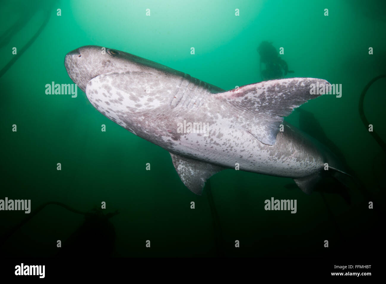 Broadnose Sevengill Shark (Notorynchus cepedianus), South Africa Stock ...