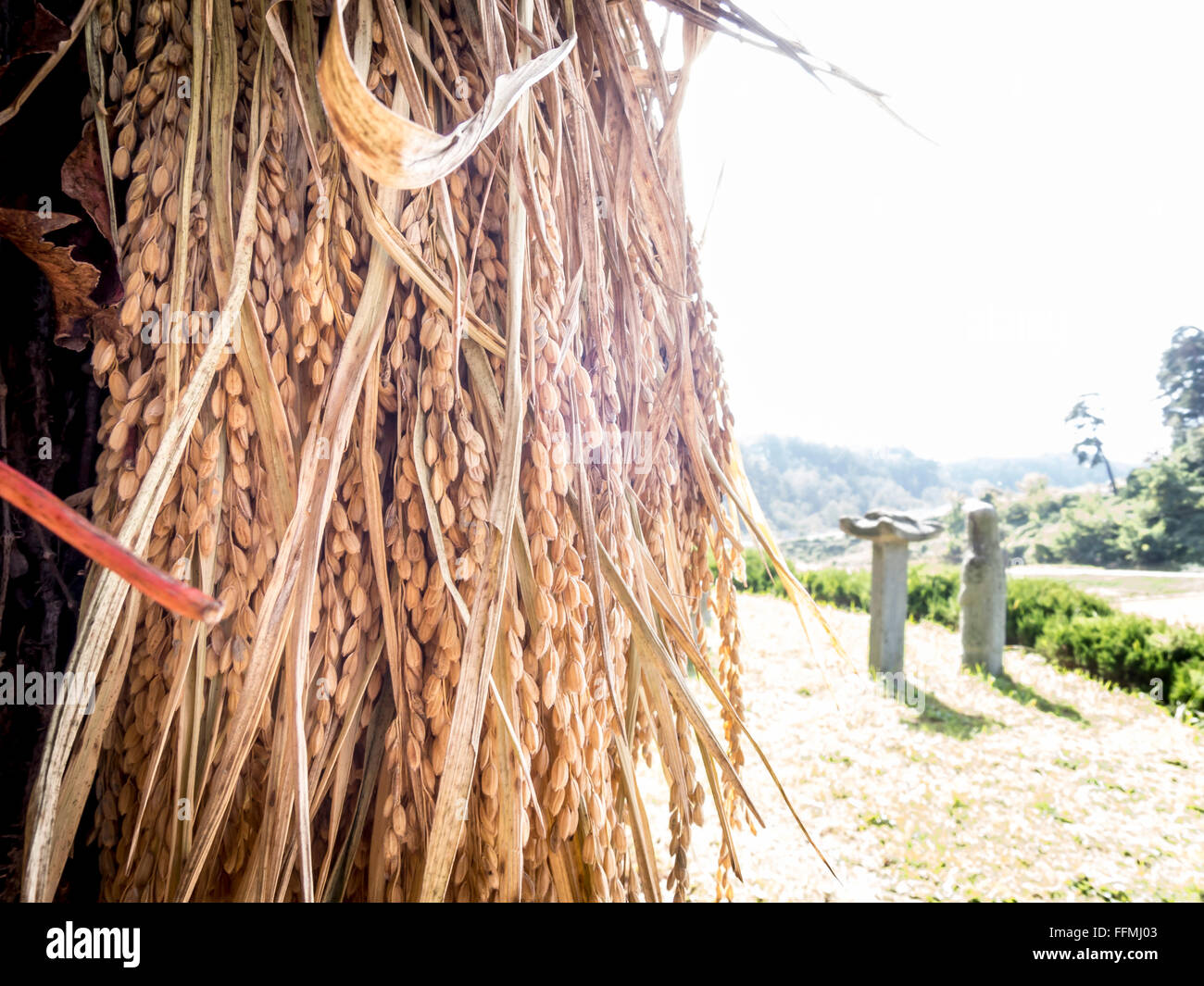 Drying out rice hi-res stock photography and images - Alamy
